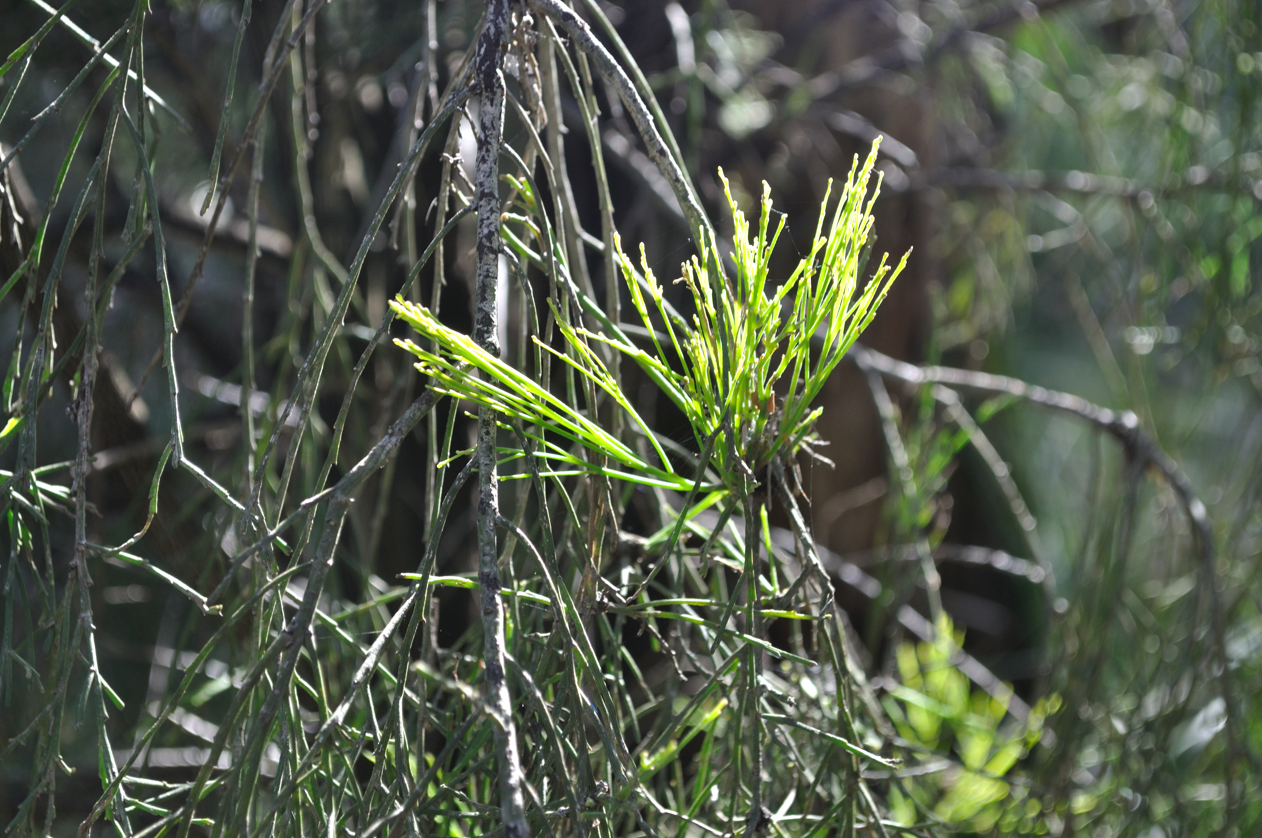 FJC Rogers Reserve